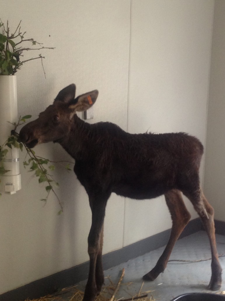 Orphaned Alaskan moose finds new home at Michigan Zoo | Great Lakes Echo