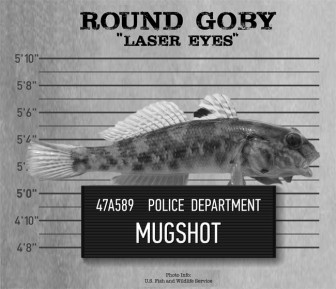 Invasive Species: Round Goby | Great Lakes Echo