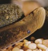 Clean water, dam decay are sea lamprey control challenges | Great Lakes ...