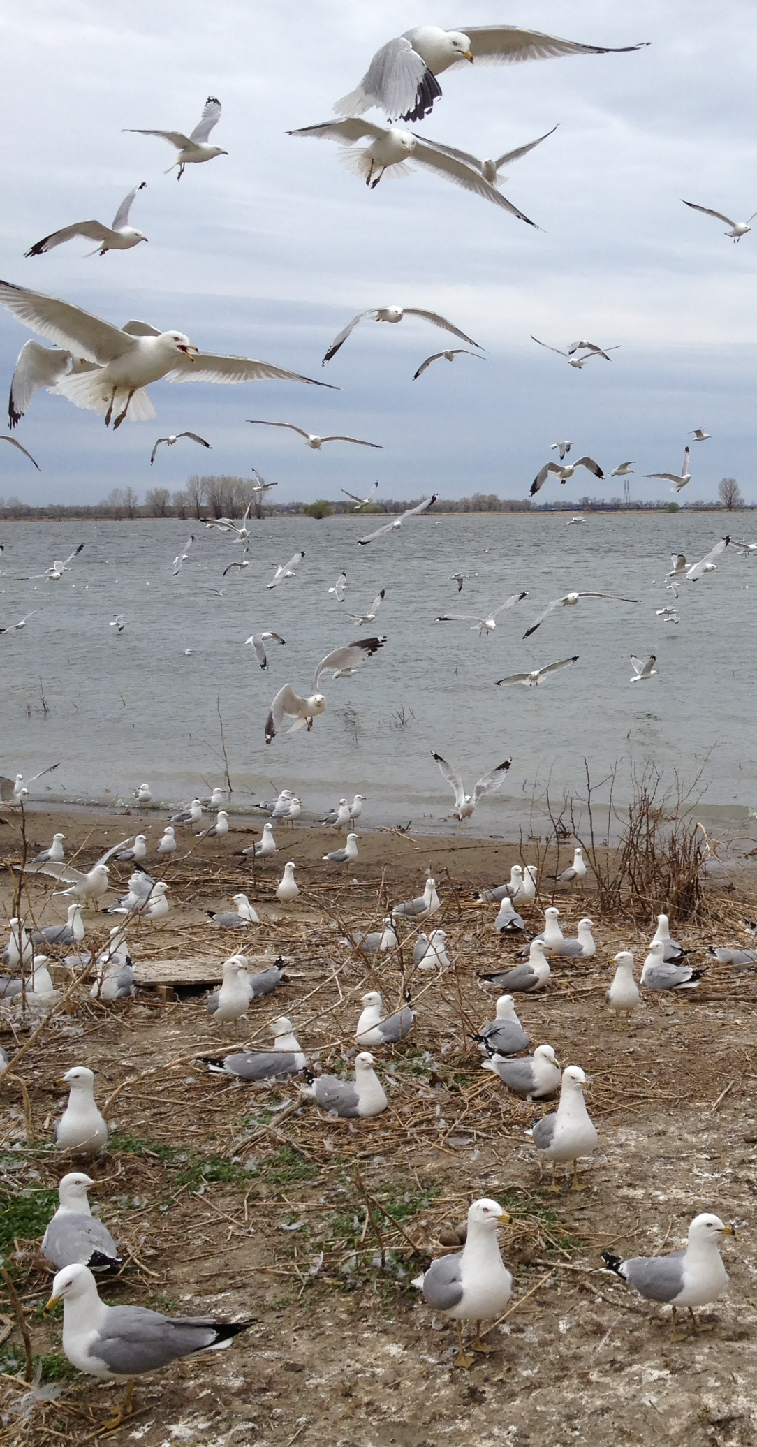 Winged Wednesday: Quebec’s toxic gulls offer clues about flame ...