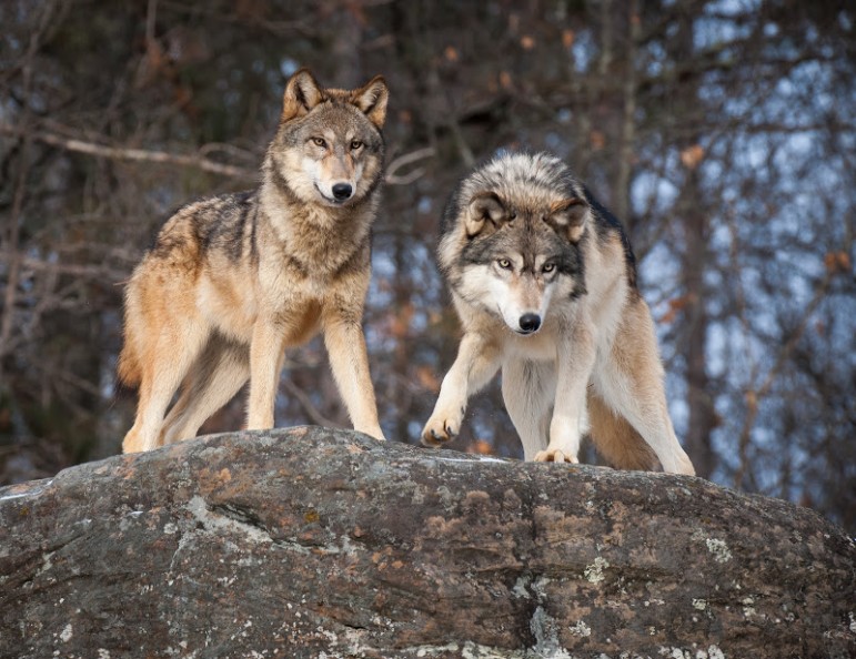 Of wolves, deer, maples and wildflowers | Great Lakes Echo