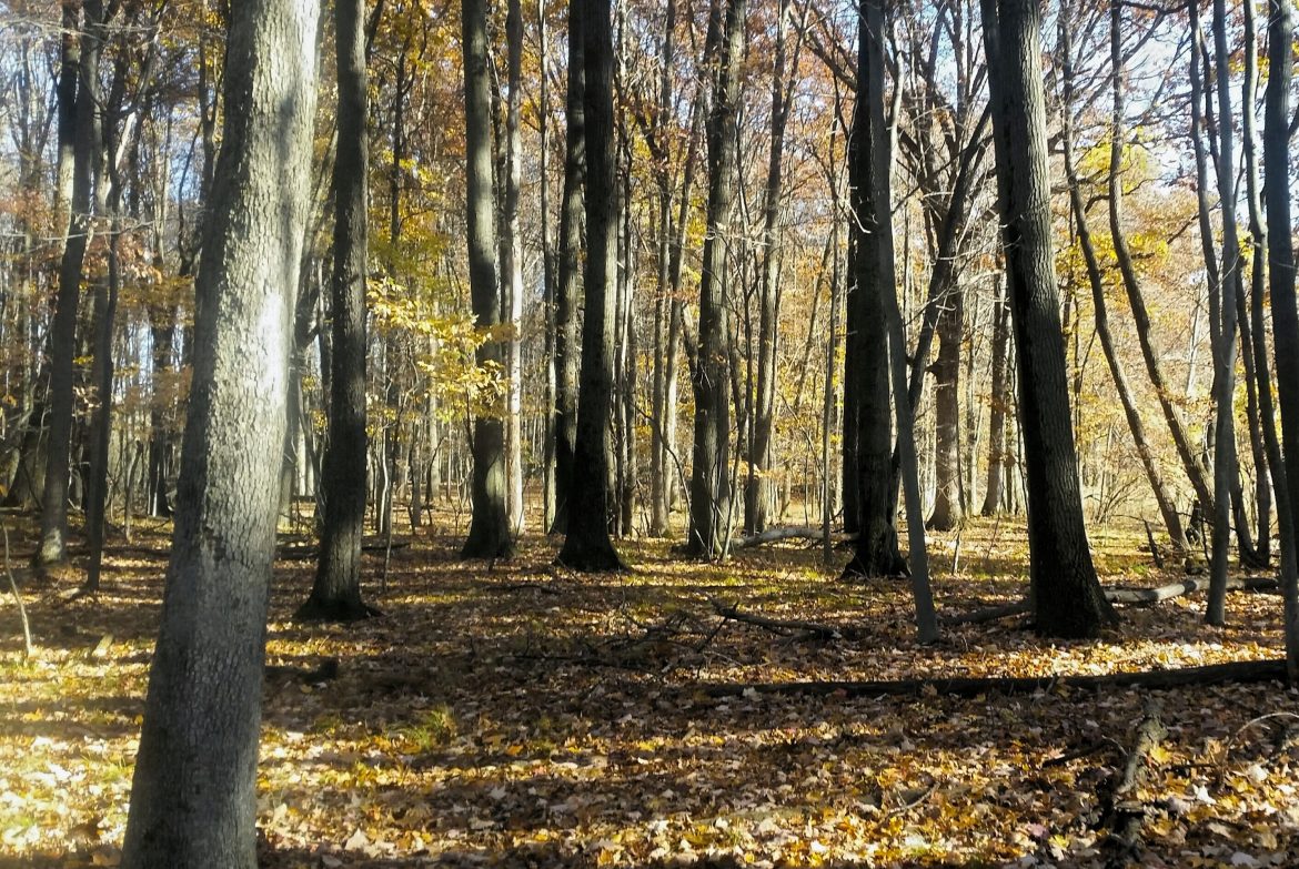 Clearing the path for new forests | Great Lakes Echo
