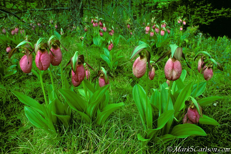 Michigan man on decades-long quest to photograph native orchids | Great ...
