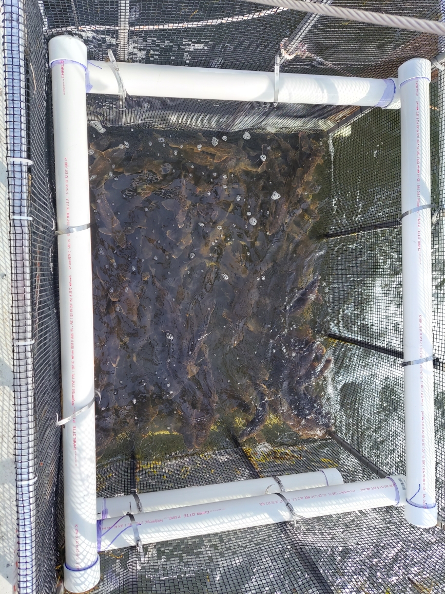 Ancient invention may safely move fish across barriers while blocking ...