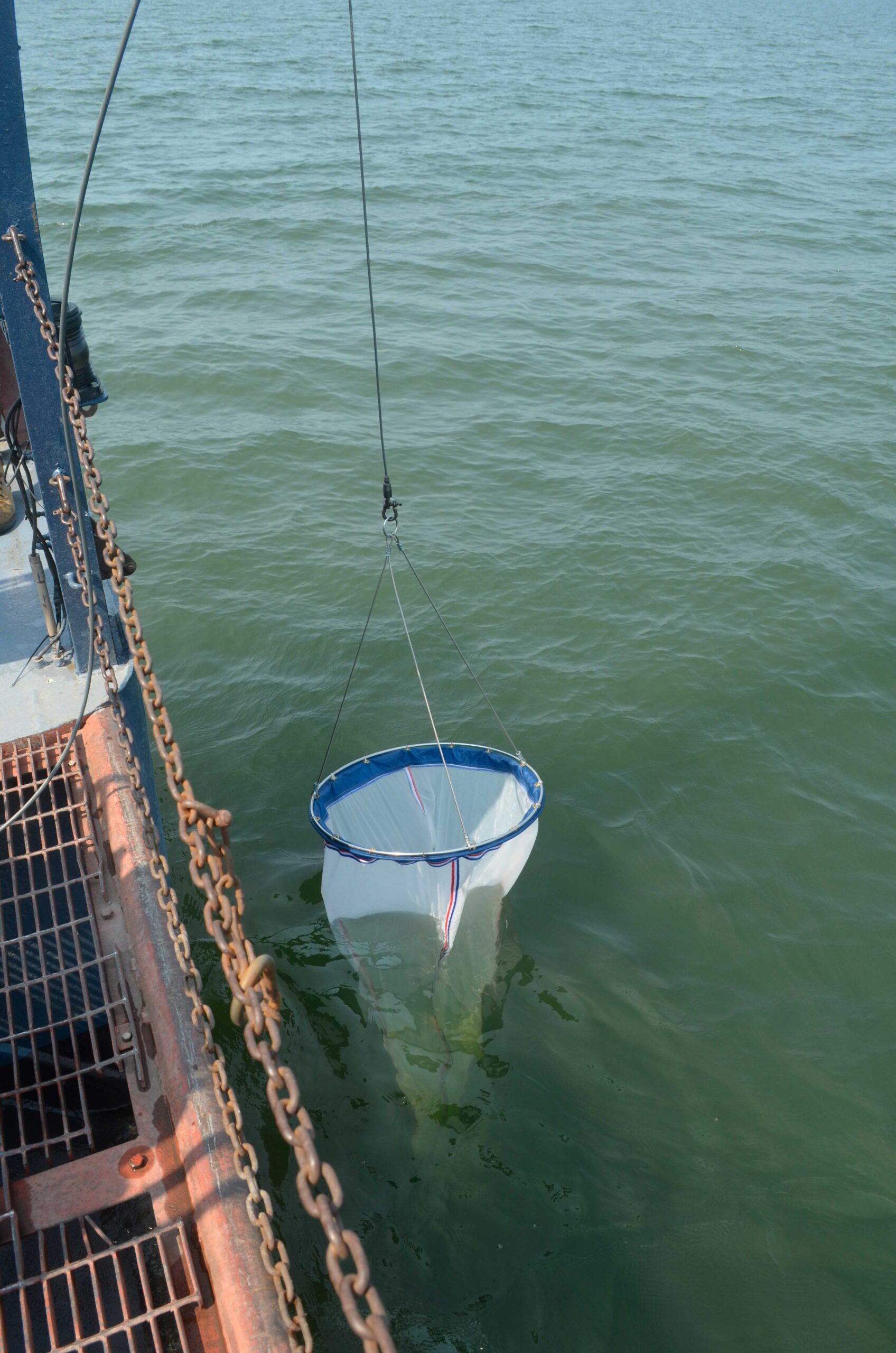 Researchers in Minnesota acquire first genome for doli algal bloom ...