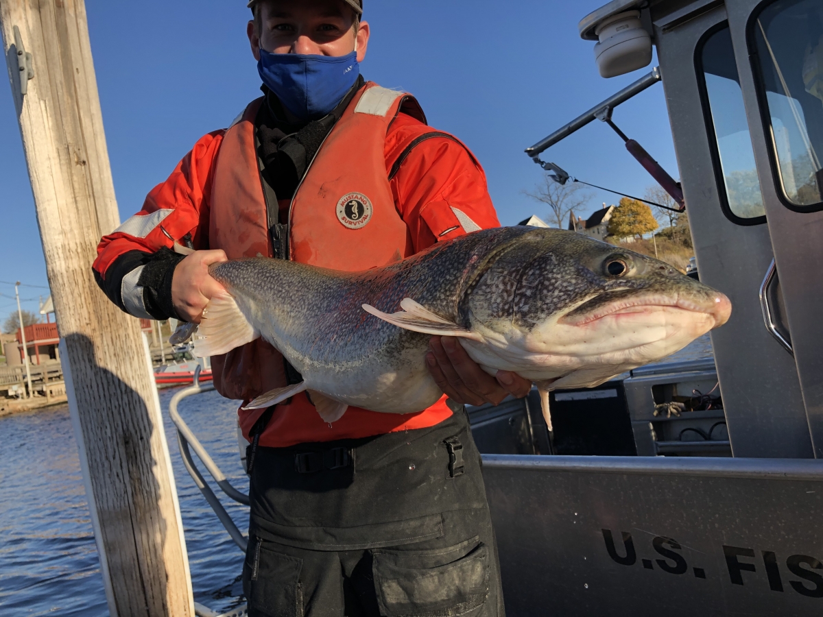 Creating habitat to help fish reproduce is costlier, but more effective ...