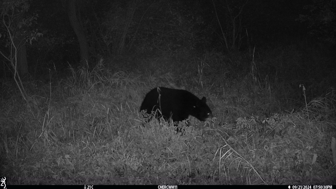 Michigan black bears move south | Great Lakes Echo