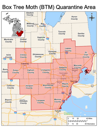 How Michigan is trying to stop the box tree moth | Great Lakes Echo