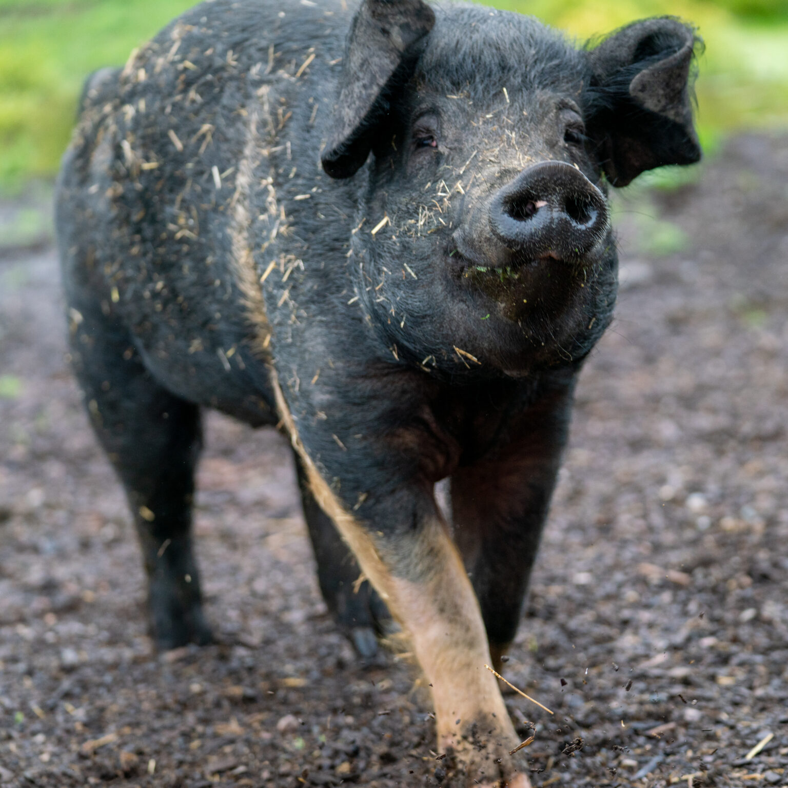 Empowering environmental stewardship: Barn sanctuary champions compassion and Conservation ...