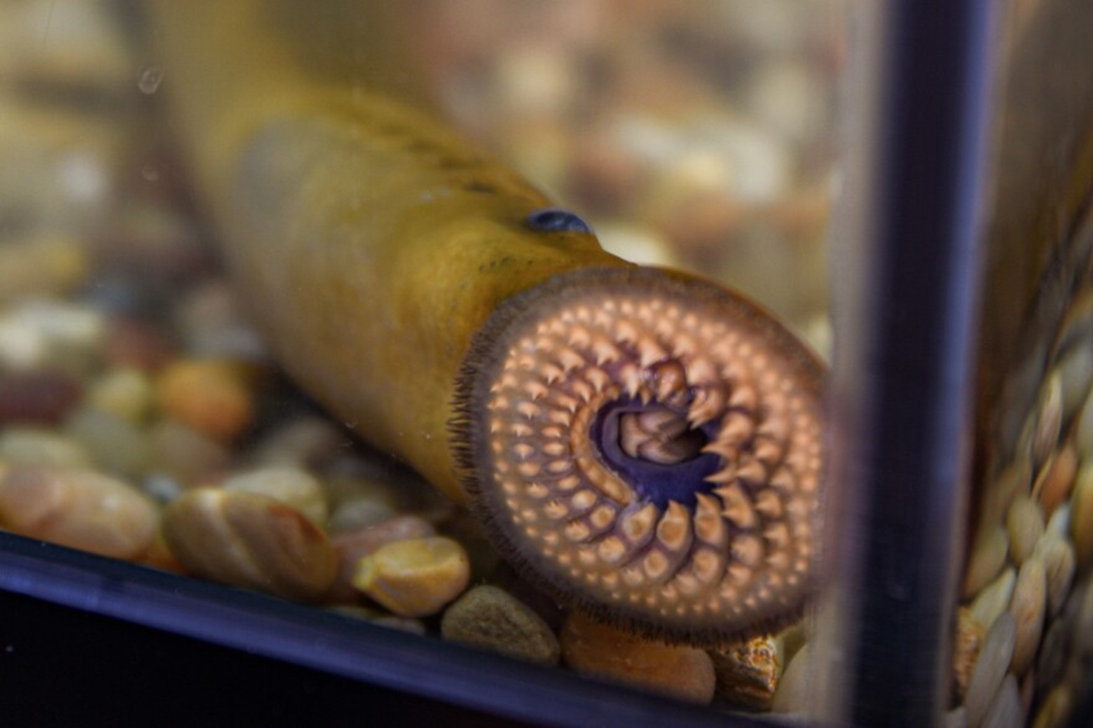 EPA grant will fund barrier to stop spread of sea lamprey in Grand ...