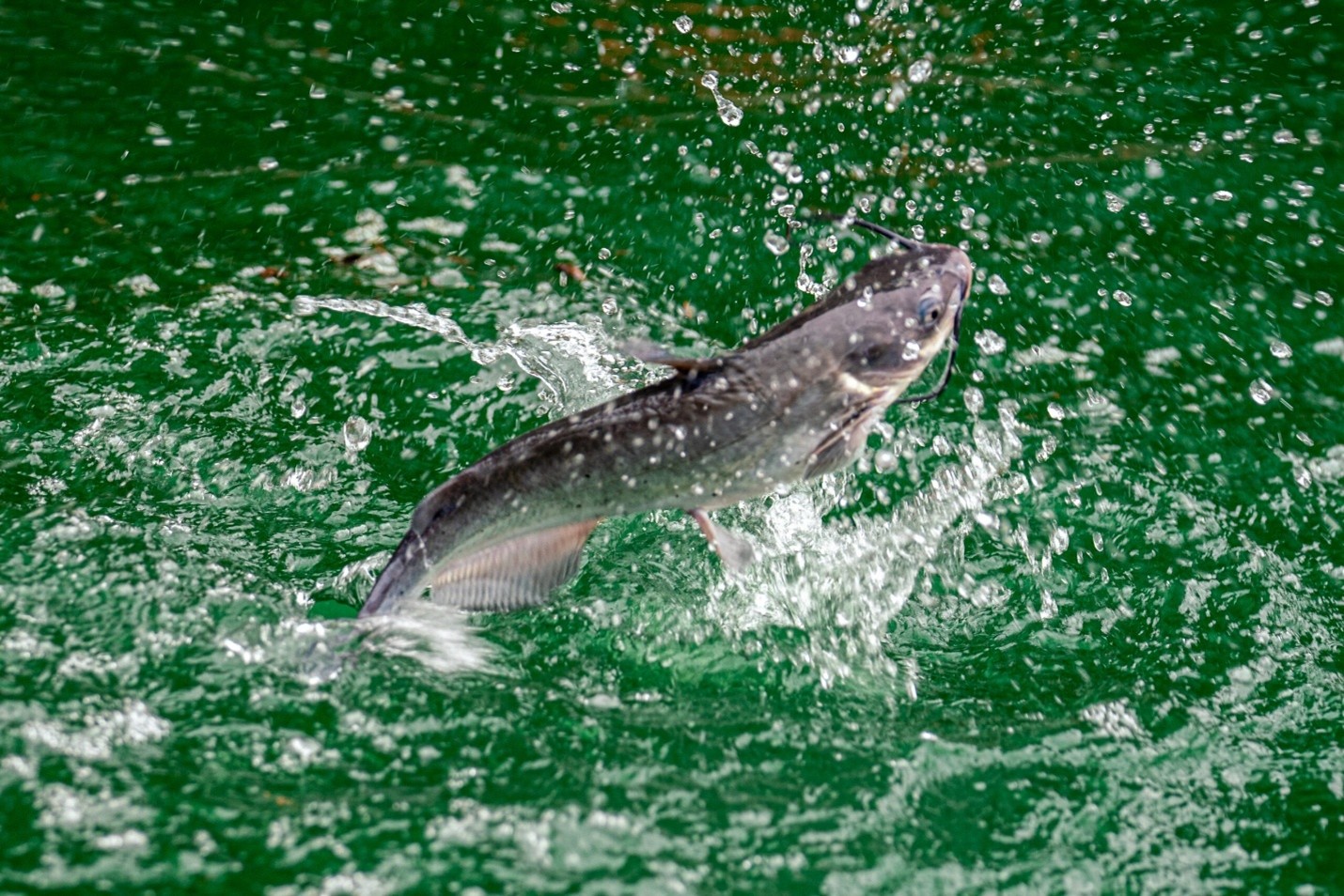 How inland fish farmers cultivate a sustainable future for the Great ...