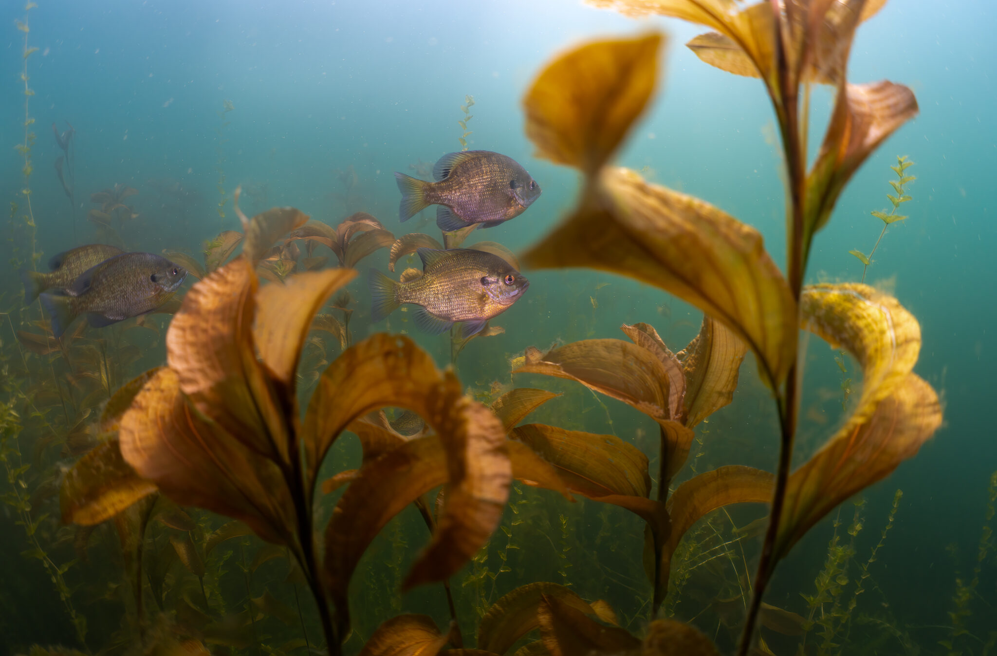 Michigan soliciting fisheries habitat projects | Great Lakes Echo