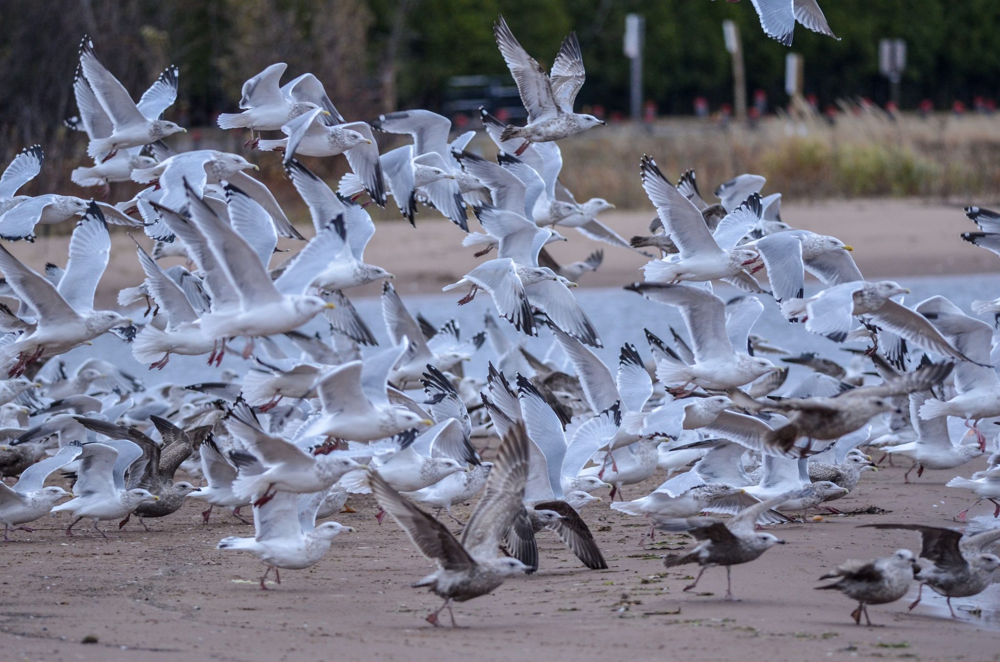 What herring gulls tell us about plastic pollution | Great Lakes Echo