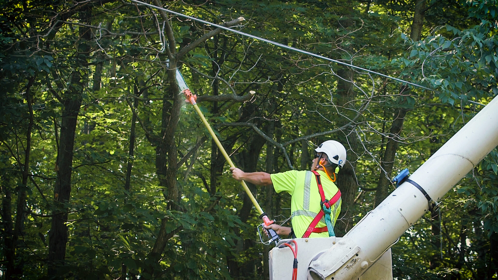 Utilities ramp up tree trimming to address long-standing reliability ...